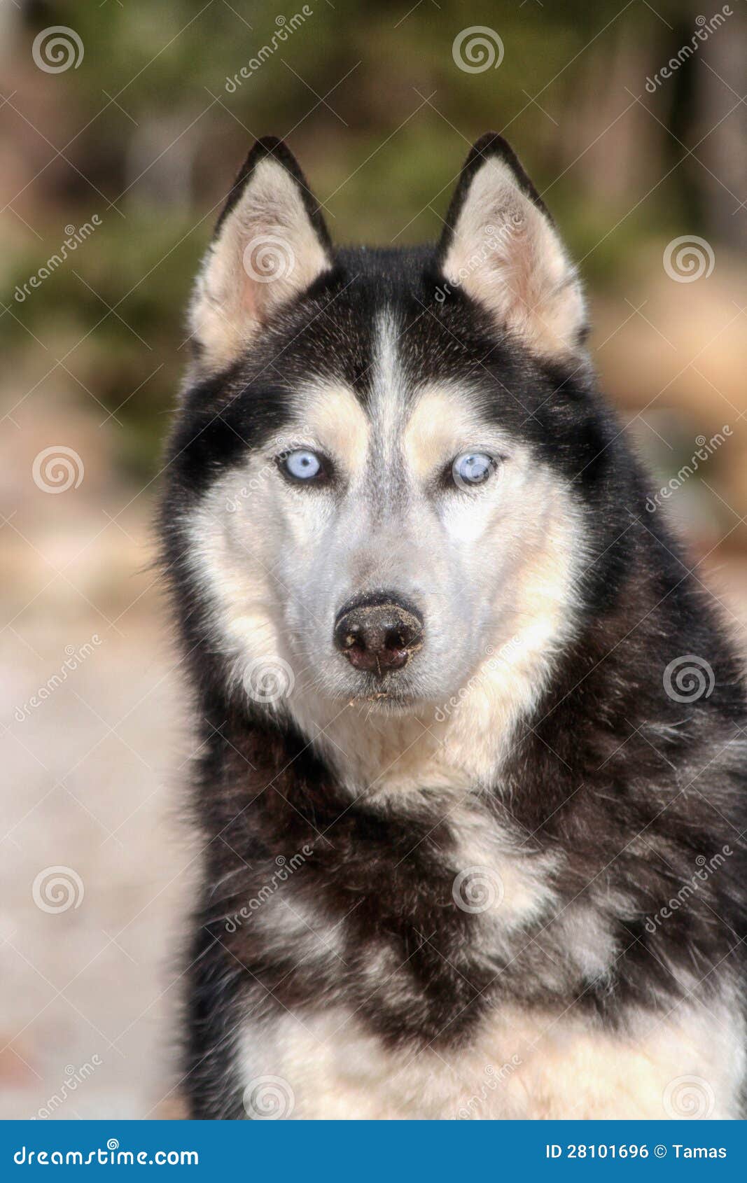 Siberian husky dog stock photo. Image of stares, canis - 28101696