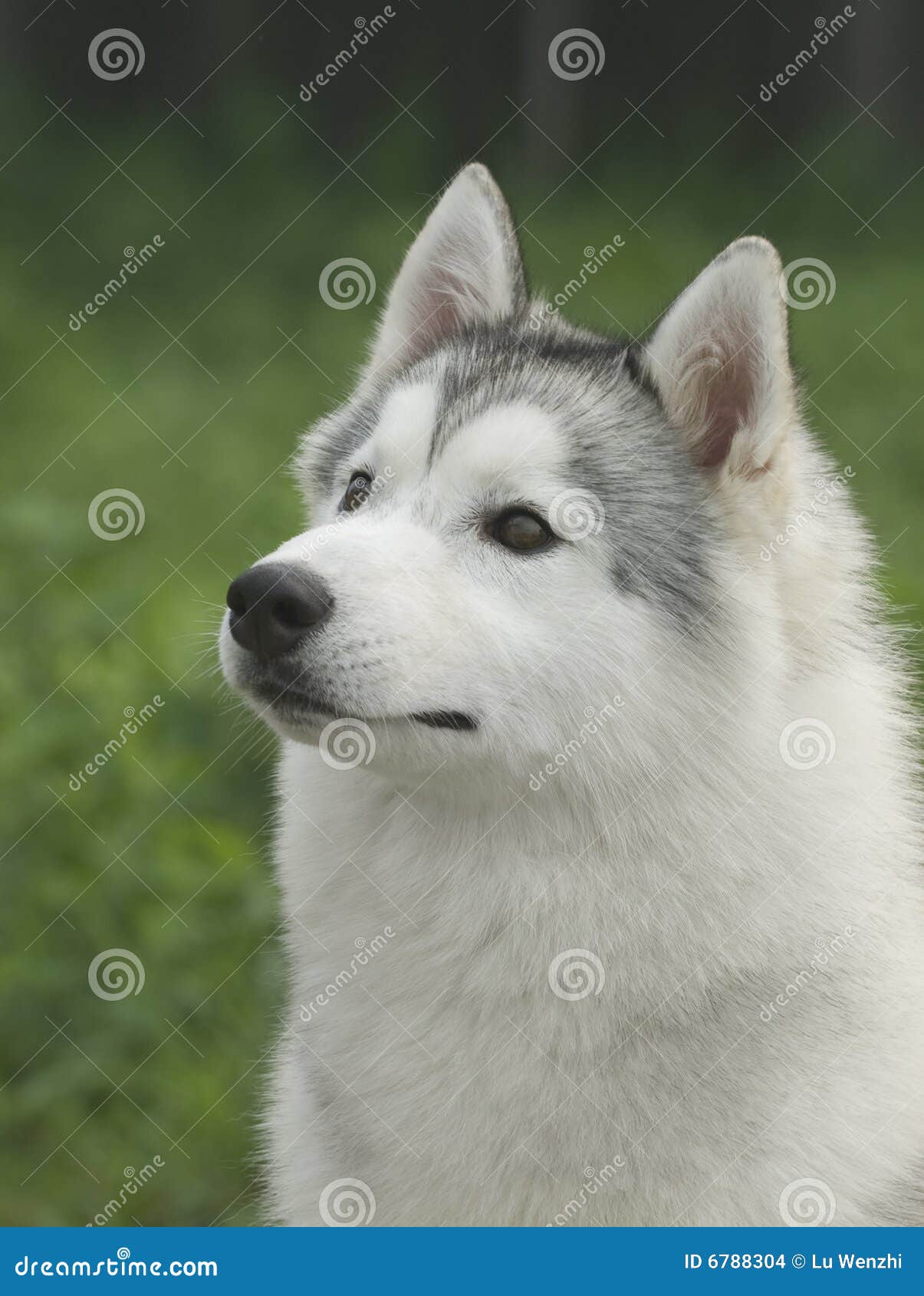 Siberian husky dog stock photo. Image of mood, exhausted - 6788304