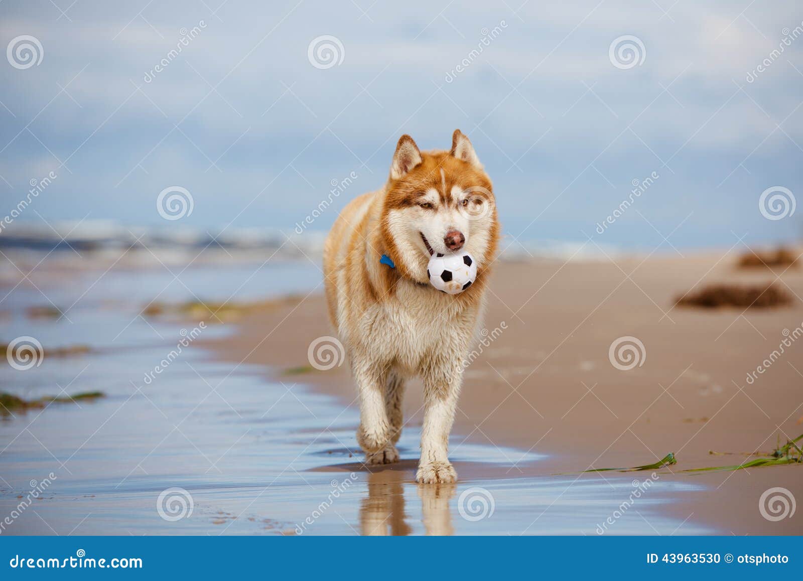 Siberian Husky Dog on the Beach Stock Photo - Image of cute, alaskan ...