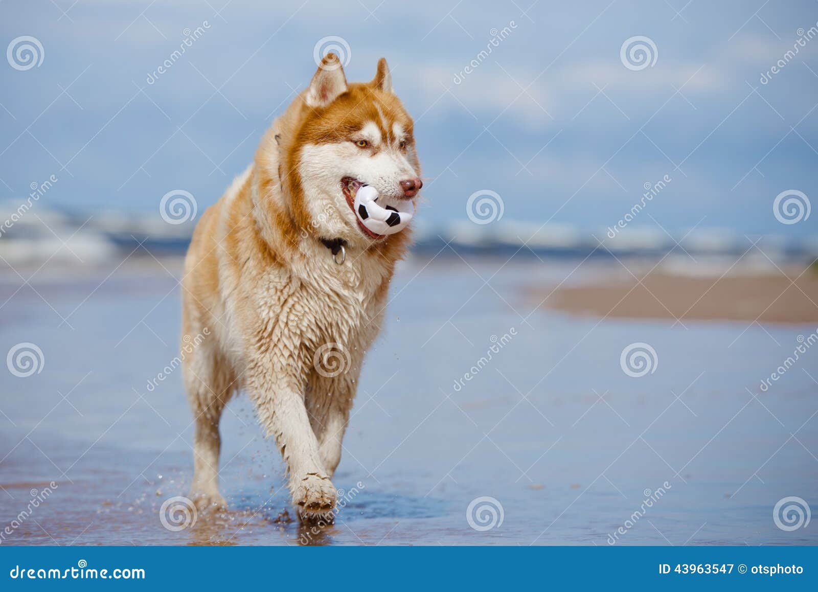 Siberian Husky Dog on the Beach Stock Image - Image of purebred, beauty ...