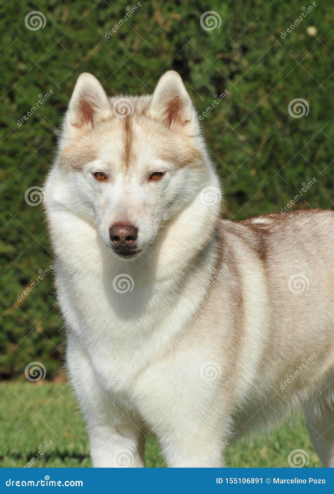 Siberian Husky Nordic Pure Breed Stock Image - Image of snowdog, animal ...