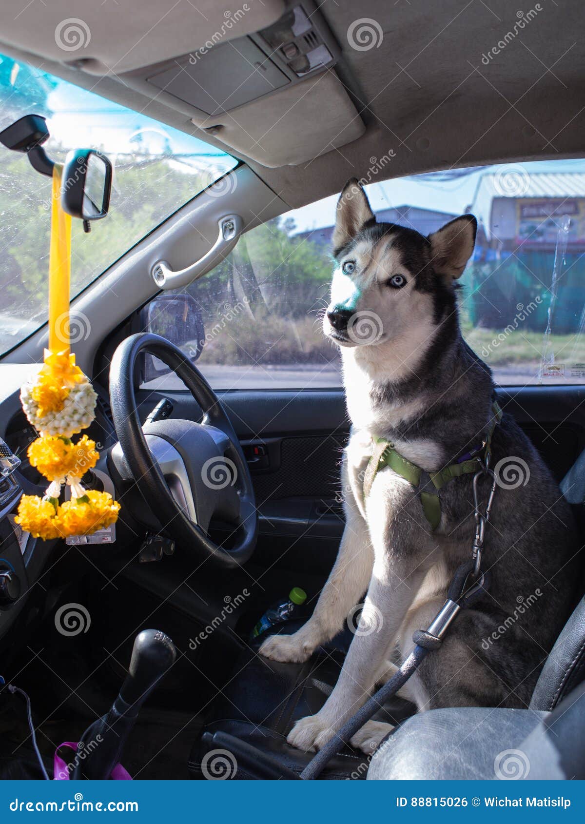 Siberian Husky Dog in the Car Stock Photo - Image of crouching ...