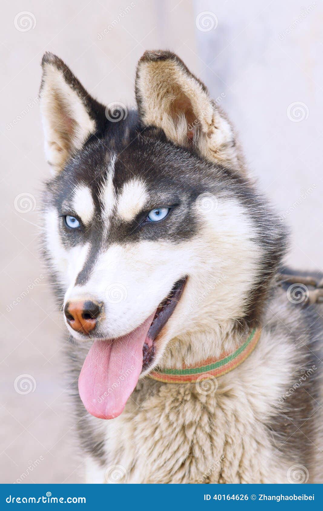 Siberian Husky Dog stock photo. Image of closeup, animals - 40164626