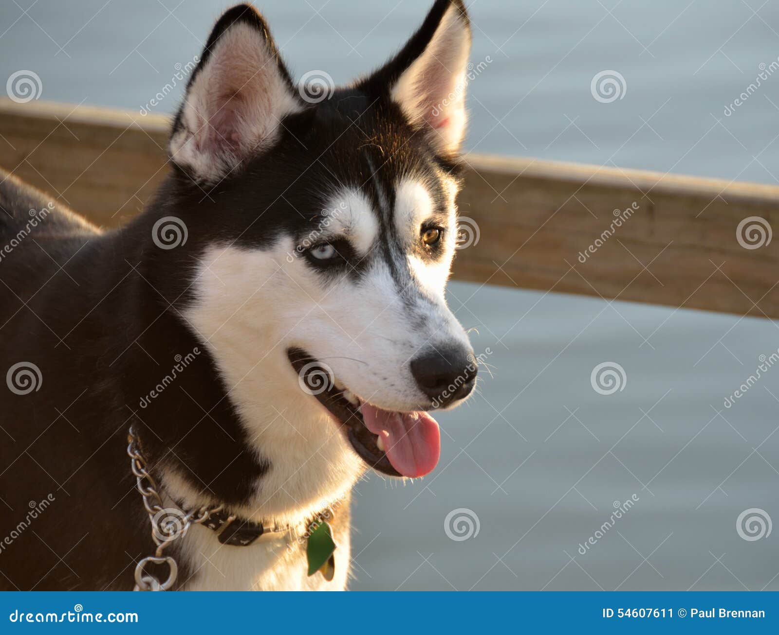 Siberian husky dog stock image. Image of canidae, water - 54607611
