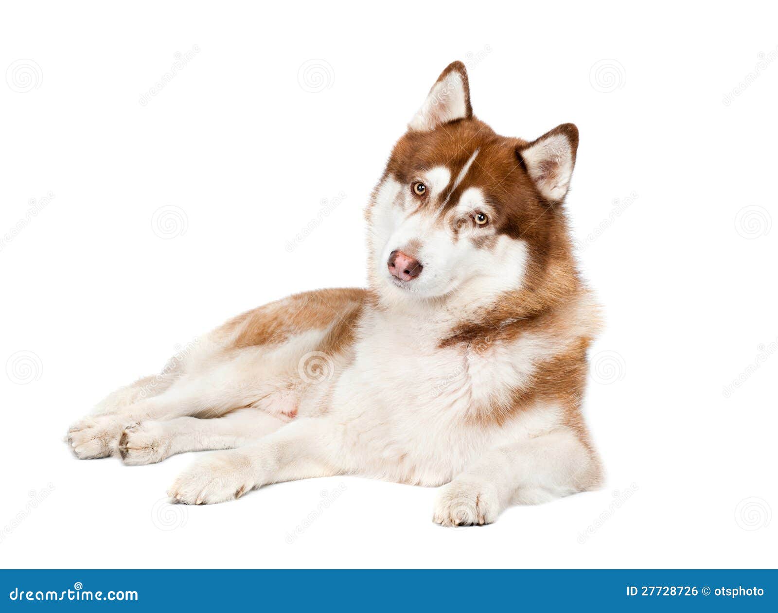 Siberian Husky Dog Curious Look Stock Photo - Image of canine, front ...