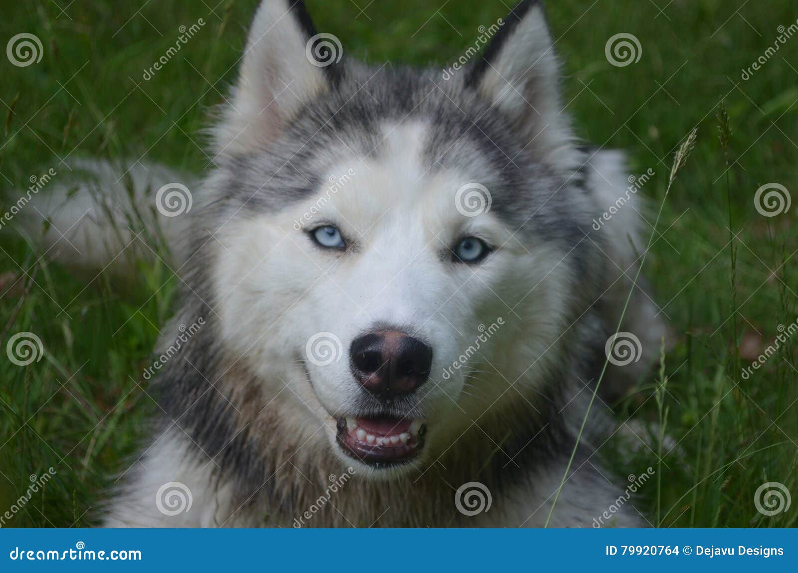 Siberian Husky Dog Face stock photo. Image of malamute - 79920764