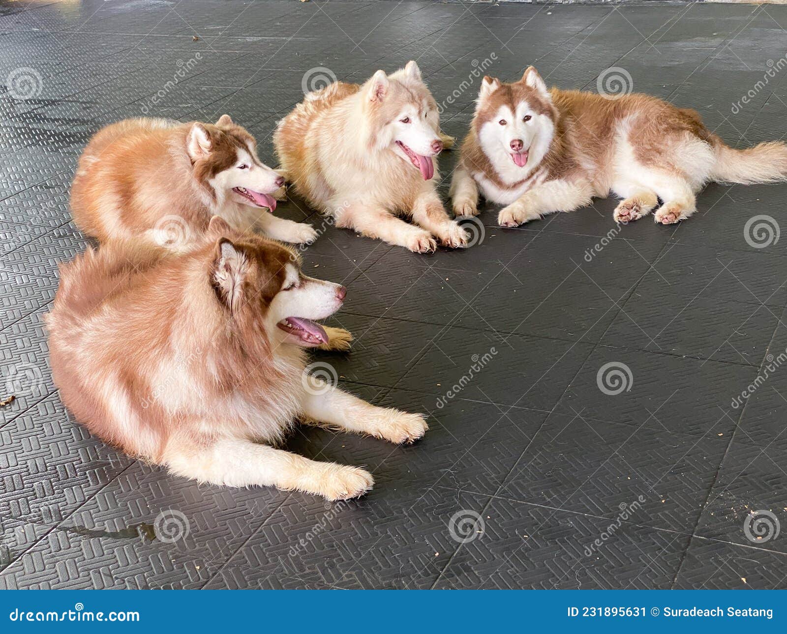 Siberian Husky dog in farm stock image. Image of grey - 231895631