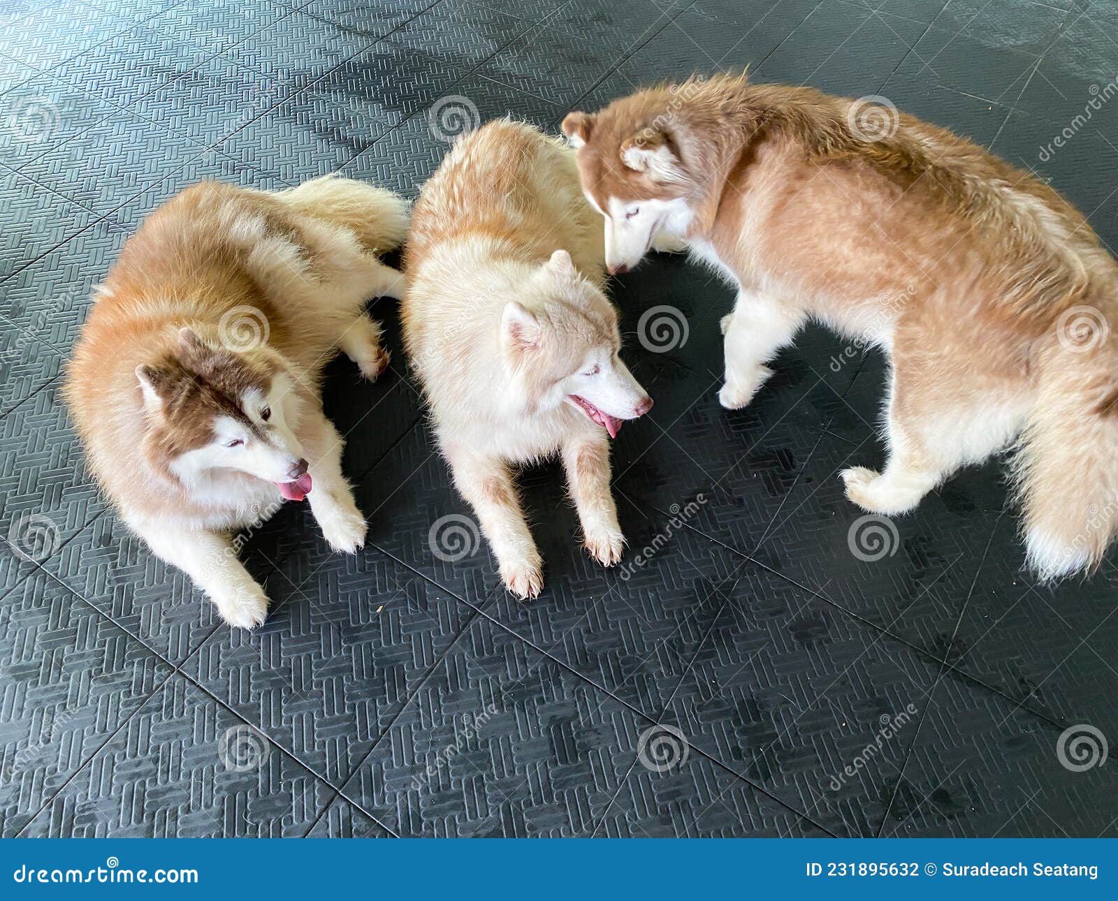 Siberian Husky dog in farm stock photo. Image of brown - 231895632