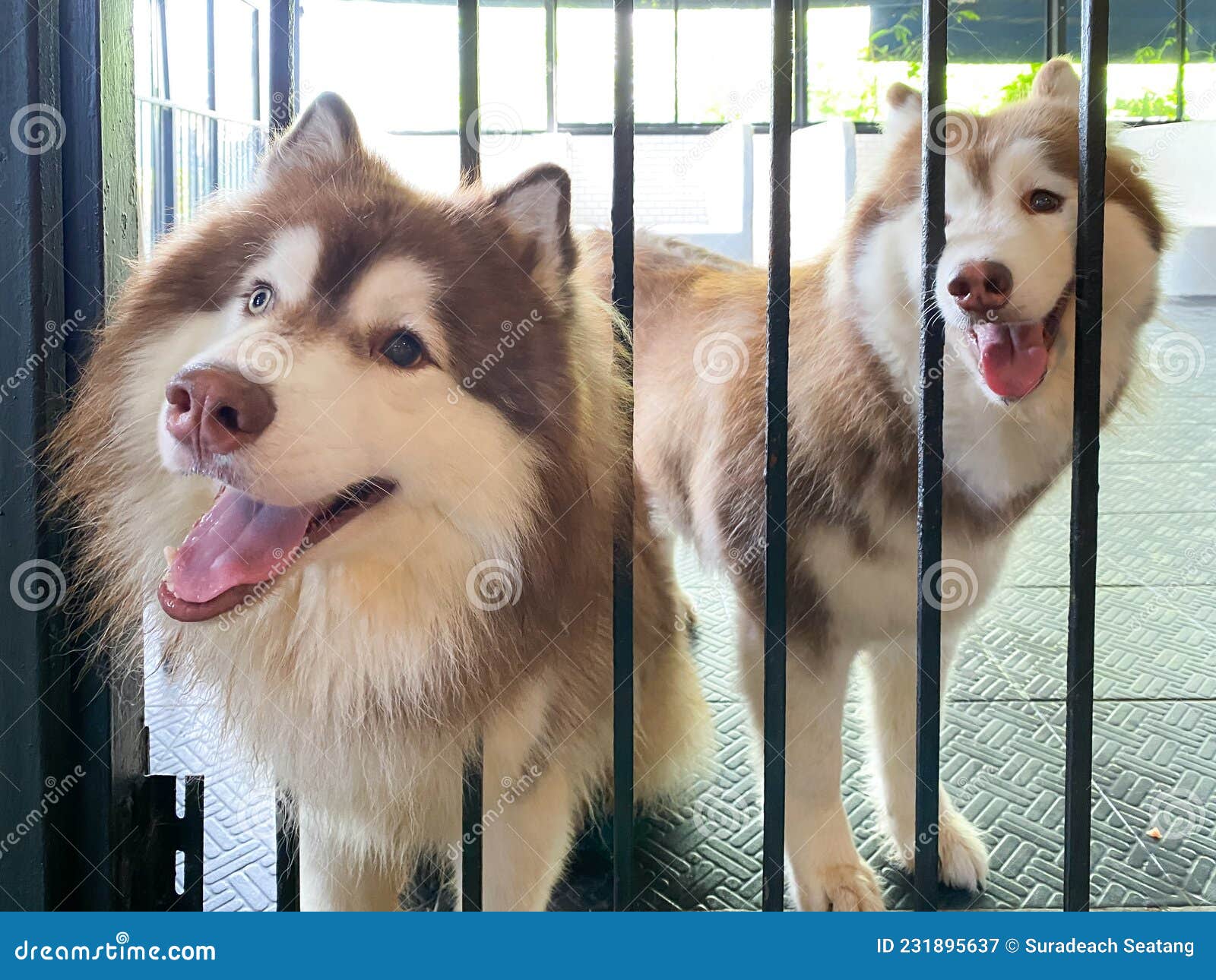 Siberian Husky dog in farm stock image. Image of house - 231895637