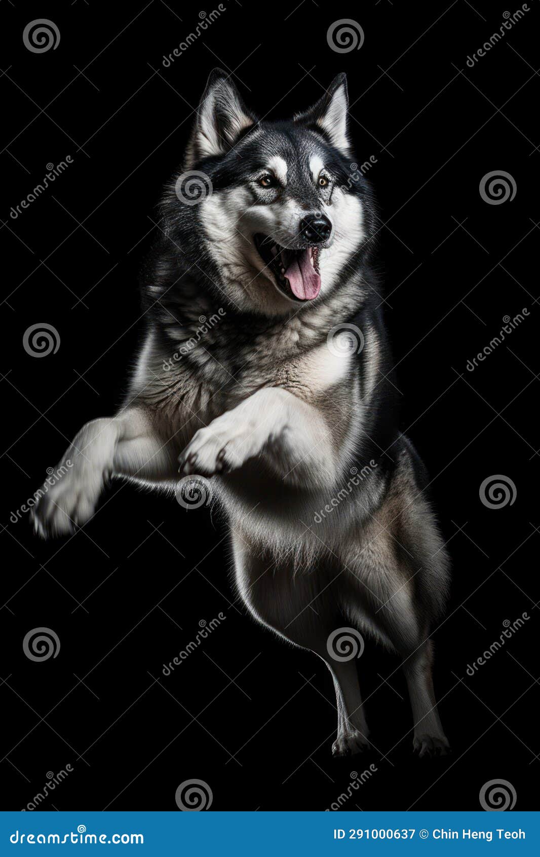 Siberian Husky Dog Isolated on Black Background, Studio Shot Stock ...