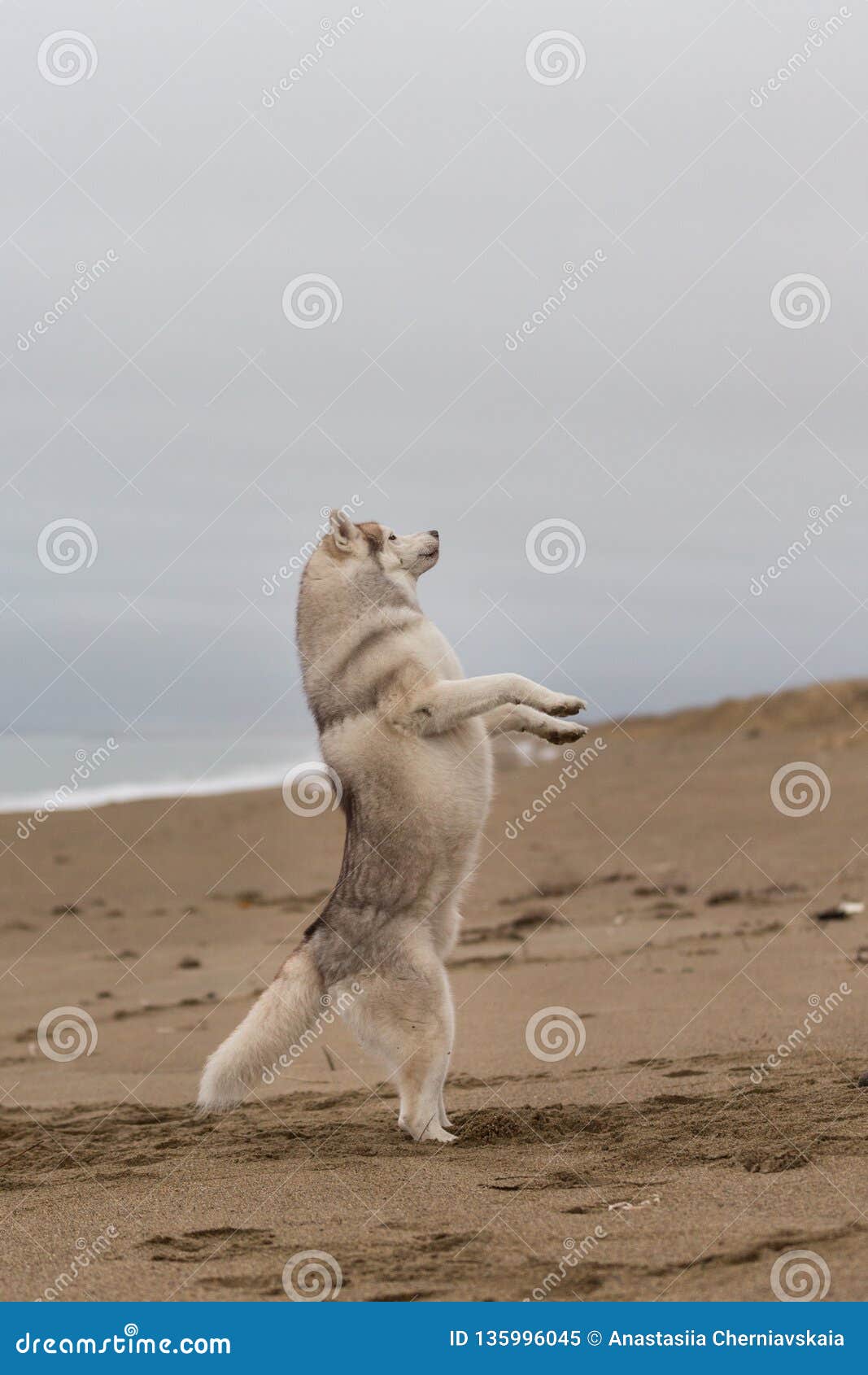 Siberian Husky Dog Jumping on the Beach Stock Image - Image of portrait ...