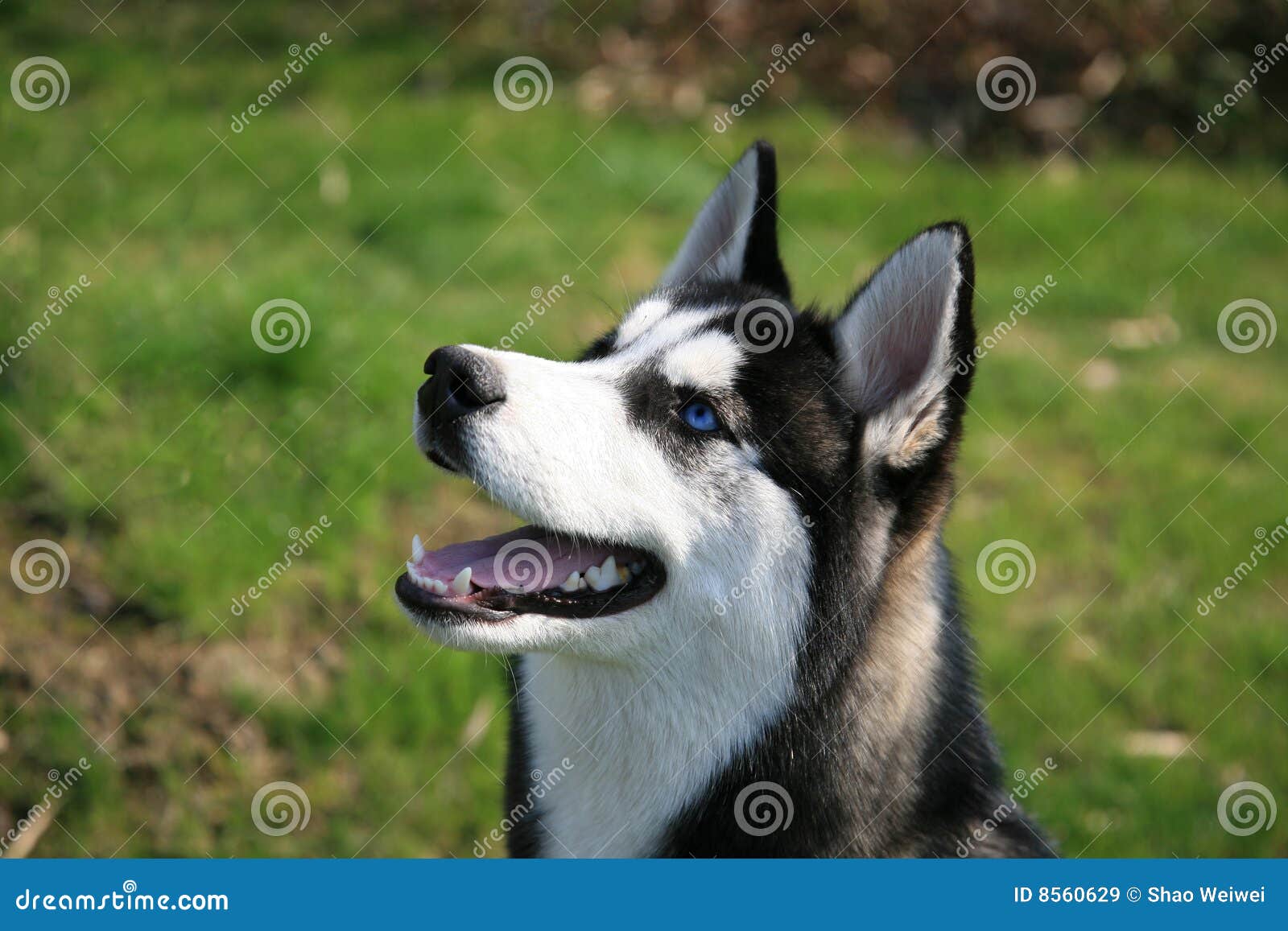 Siberian Husky Dog Open Mouth Stock Image - Image of hunting, themes ...
