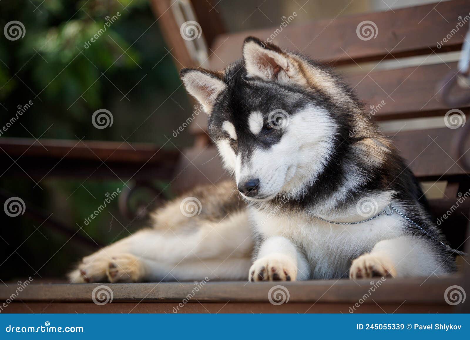 Siberian Husky on Park Bench Stock Image - Image of husky, climate ...