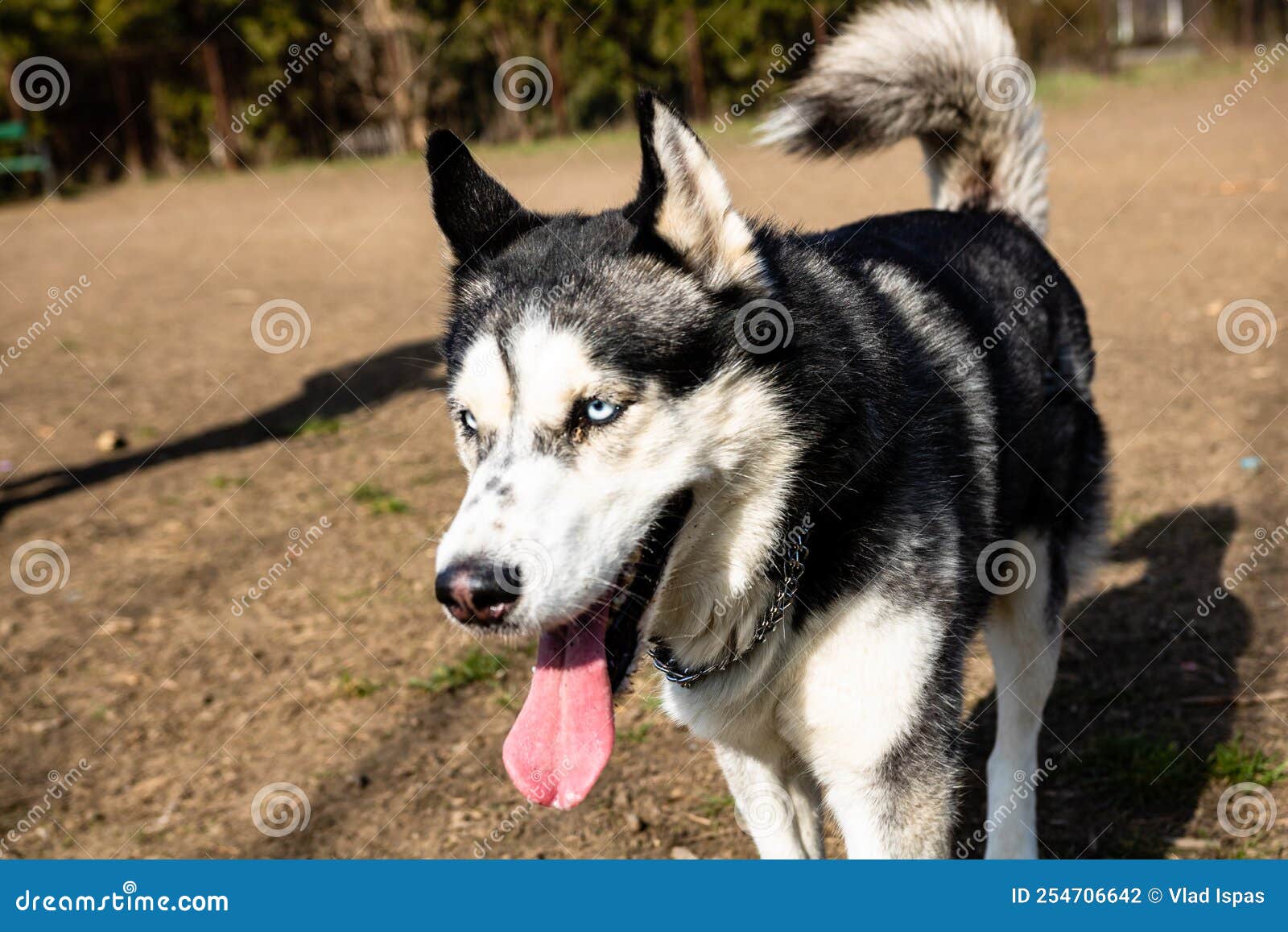 Siberian Husky Dog Playing in the Park Stock Photo - Image of puppy ...