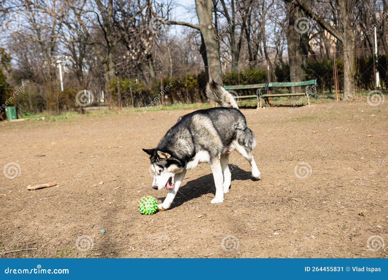 Siberian Husky Dog Playing in the Park Stock Image - Image of outdoors ...