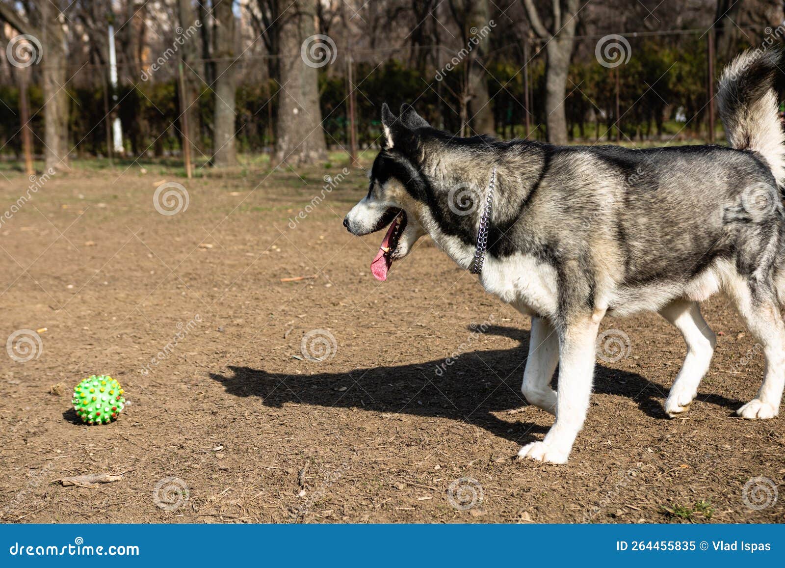 Siberian Husky Dog Playing in the Park Stock Image - Image of husky ...