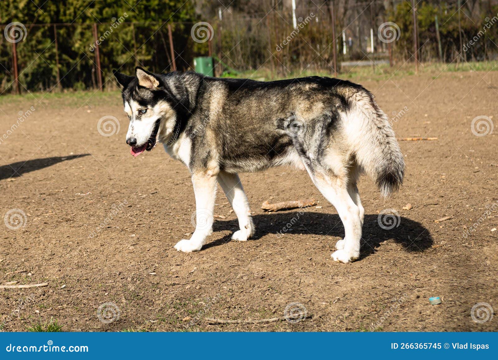 Siberian Husky Dog Playing in the Park Stock Image - Image of green ...
