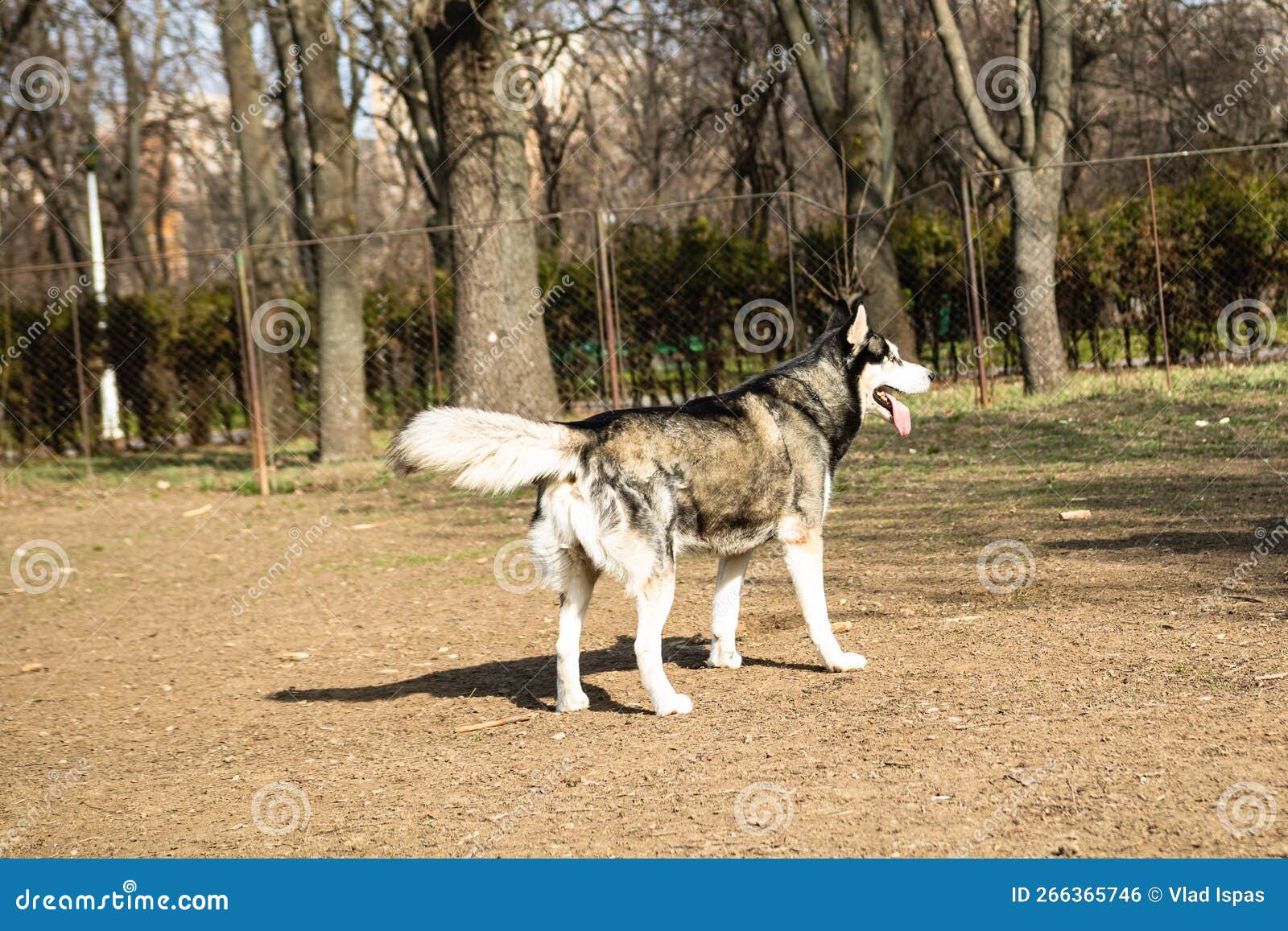 Siberian Husky Dog Playing in the Park Stock Photo - Image of outdoors ...