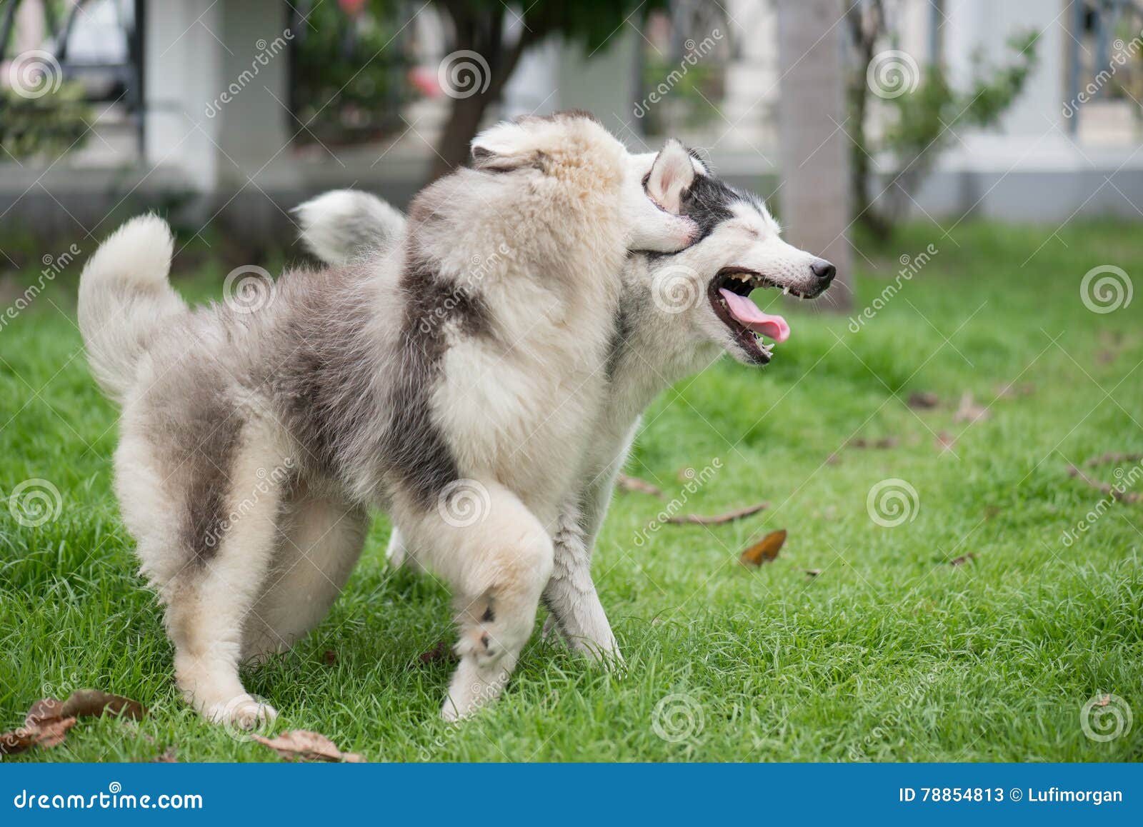 Siberian Husky Dog Playing in the Park Stock Image - Image of joint ...