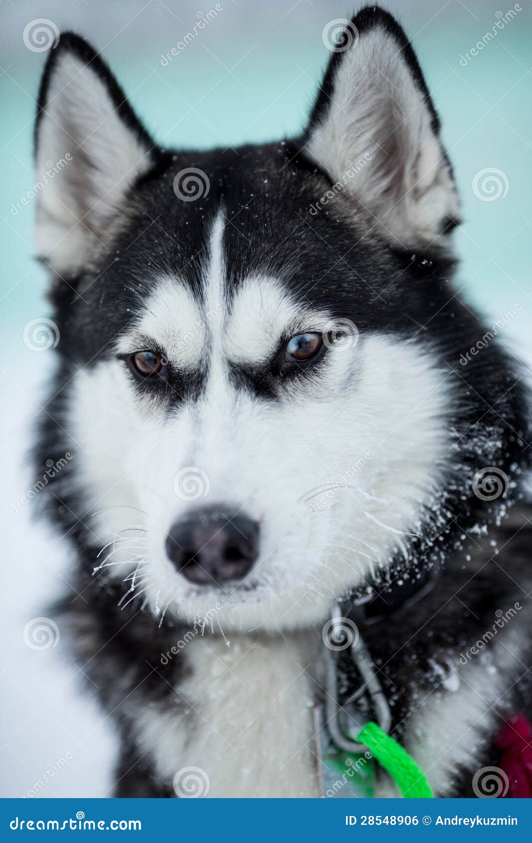 Siberian Husky Dog Portrait Stock Photo - Image of husky, young: 28548906