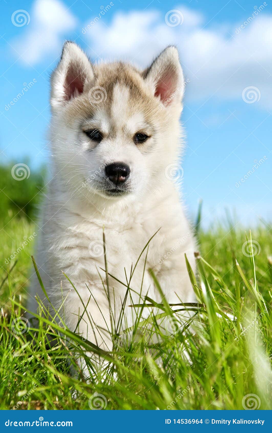 Siberian husky dog puppy stock photo. Image of domestic - 14536964