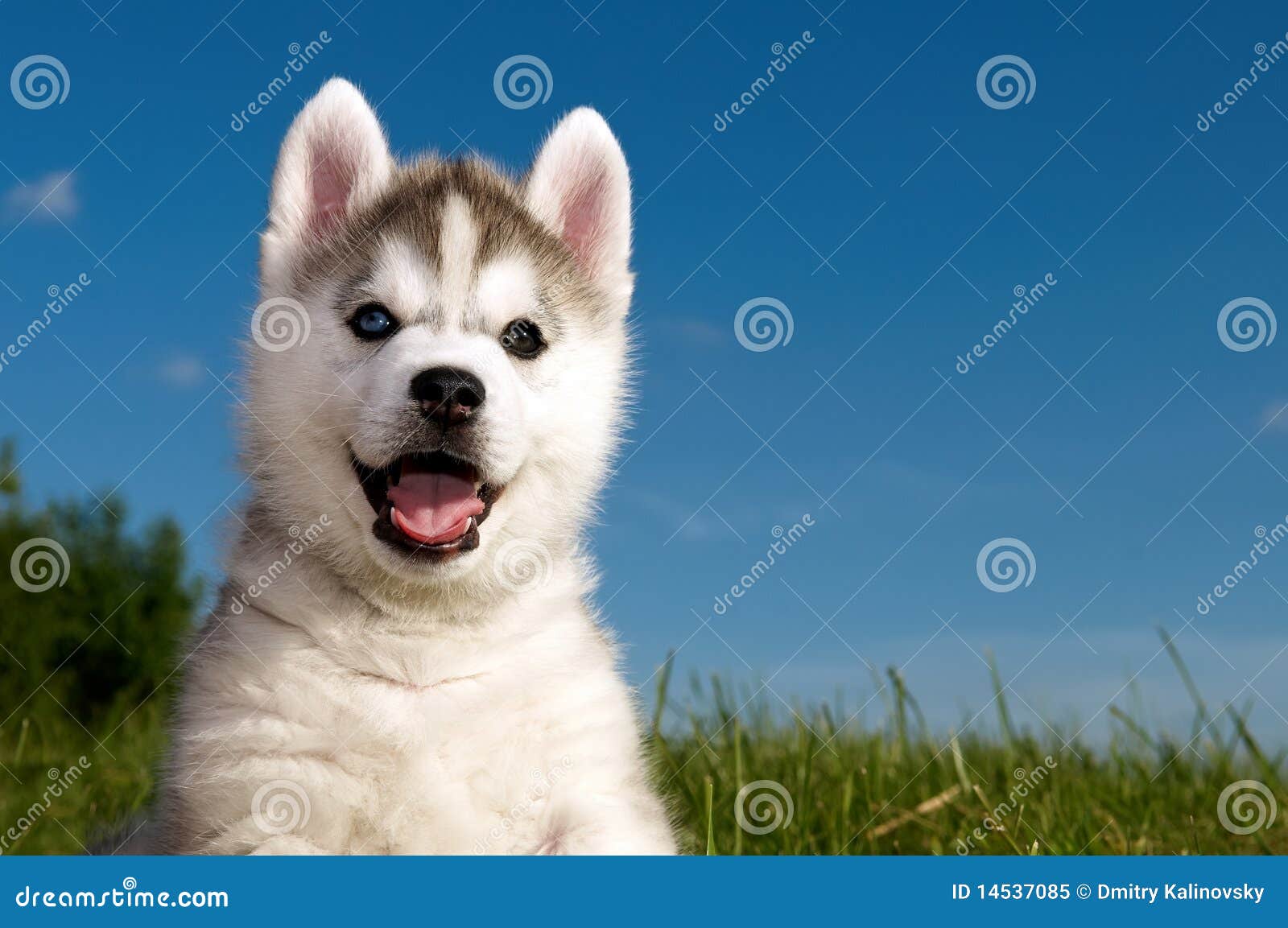 Siberian husky dog puppy stock image. Image of beautiful - 14537085