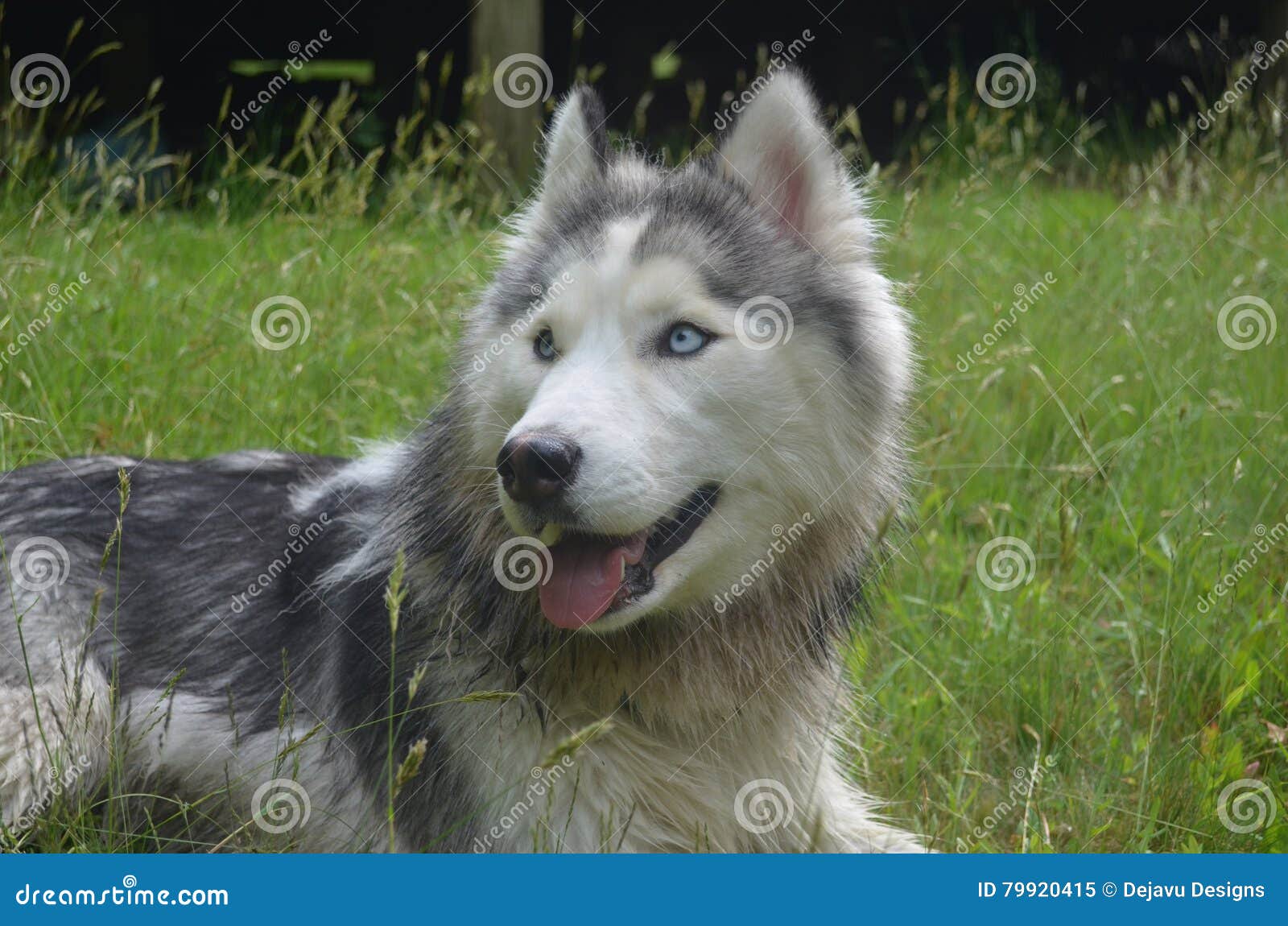 Siberian Husky Dog Resting in Tall Grass Stock Image - Image of mammal ...