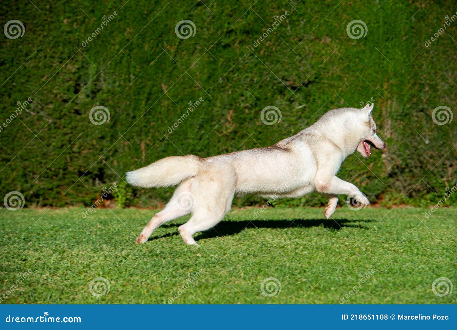 Siberian Husky Dog Running Happy on the Grass Stock Photo - Image of ...