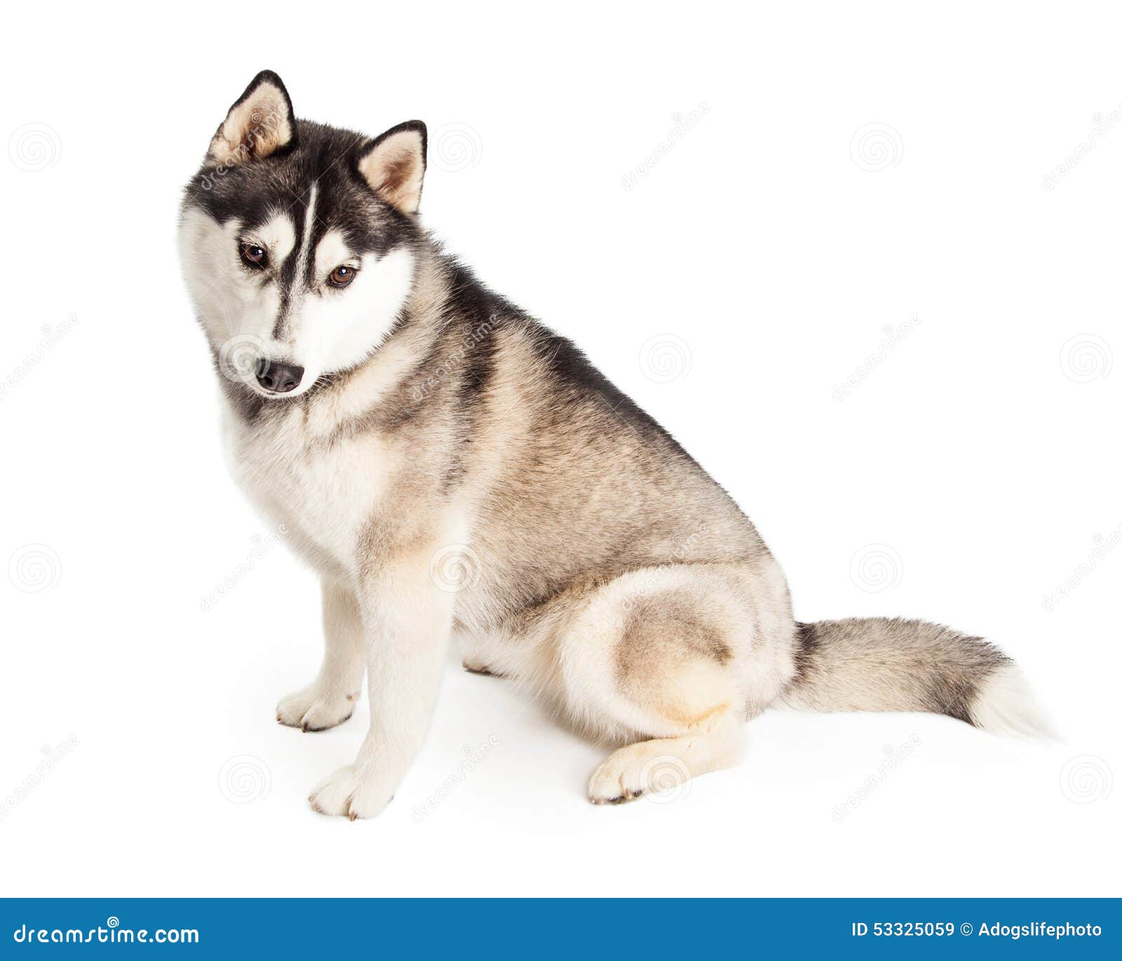 Siberian Husky Dog Sitting while Looking Down Stock Image - Image of ...