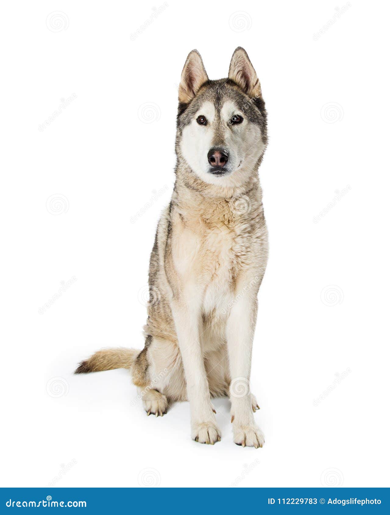 Siberian Husky Dog Sitting on White Stock Image - Image of full ...