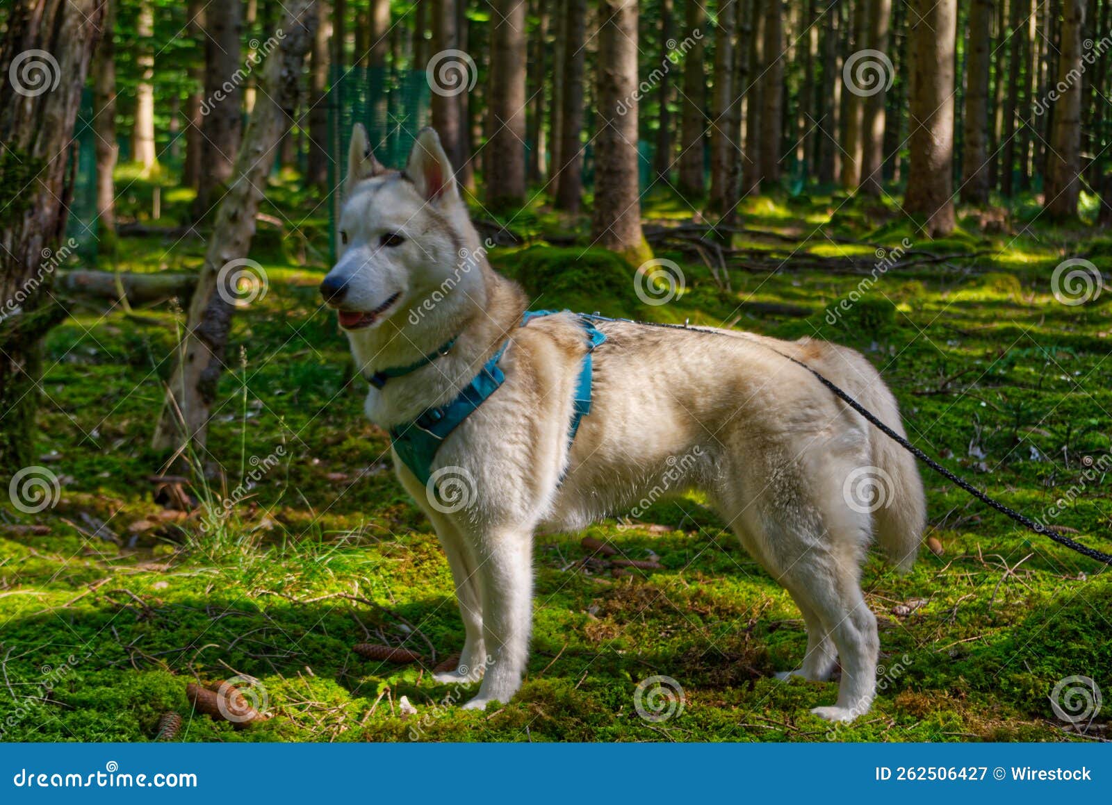 Siberian Husky Dog Standing in the Middle of Forest Stock Image - Image ...