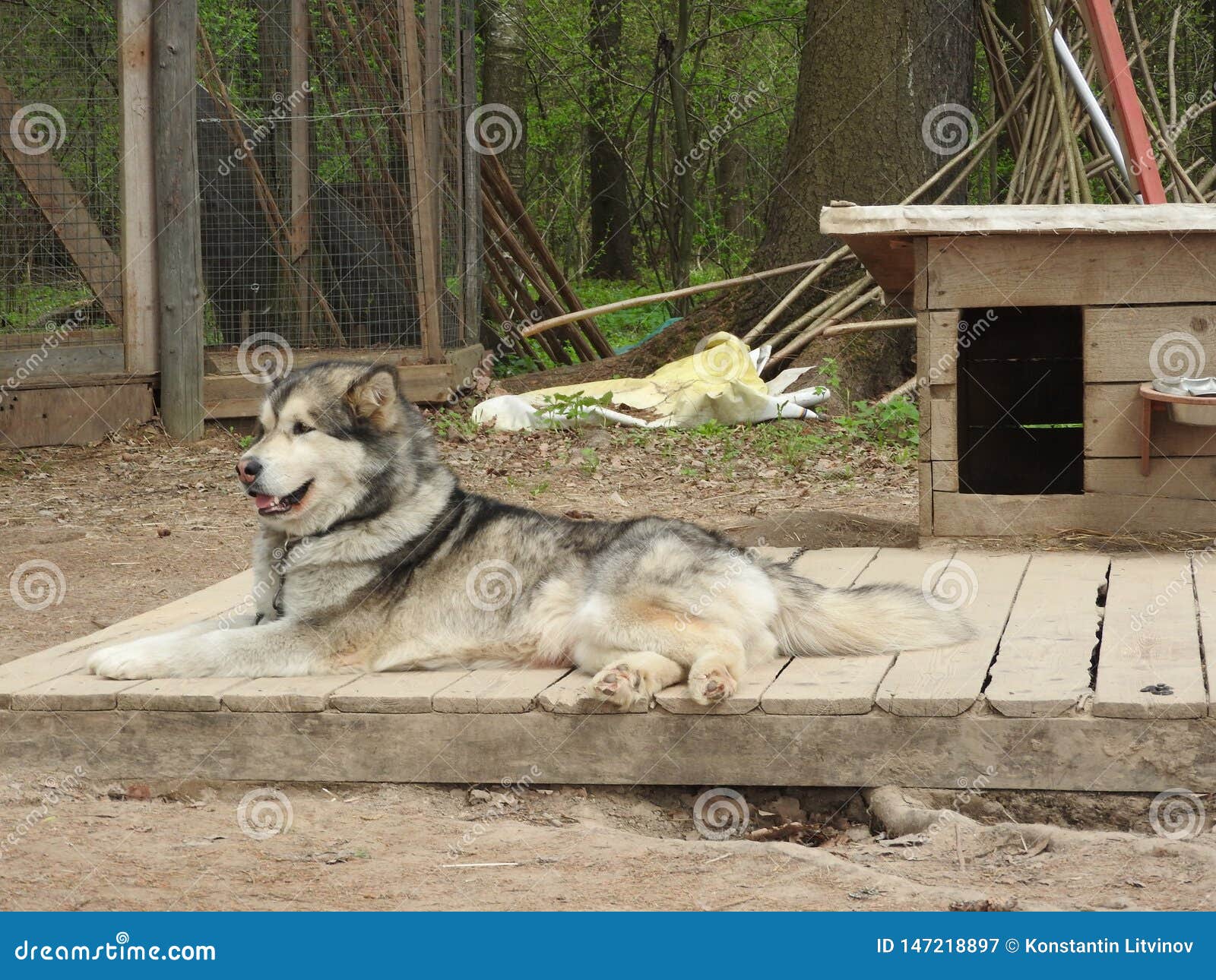 Siberian Husky Dog Standing in the Yard Stock Image - Image of beauty ...