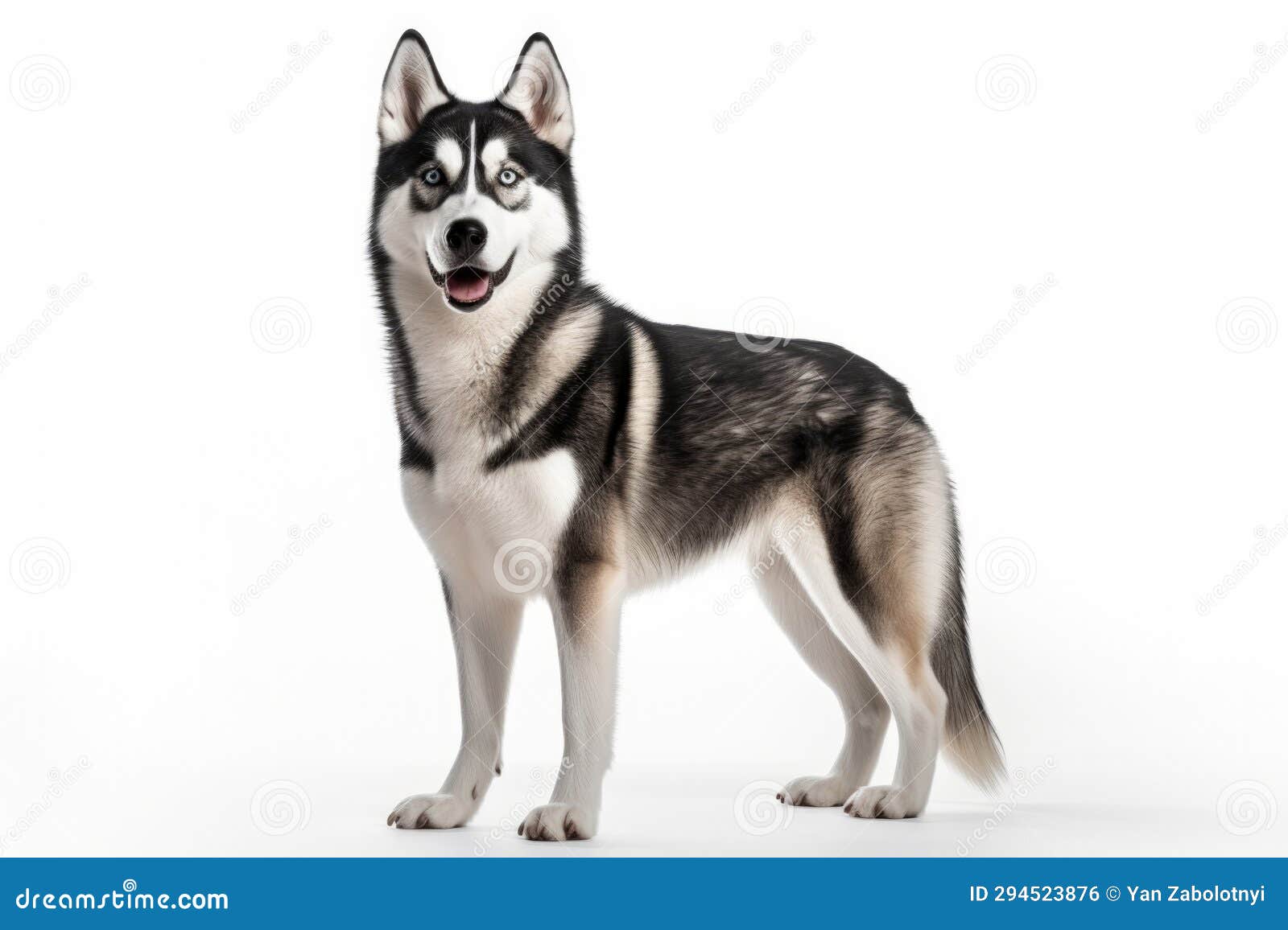 Siberian Husky Dog Stands on a White Background Stock Illustration ...