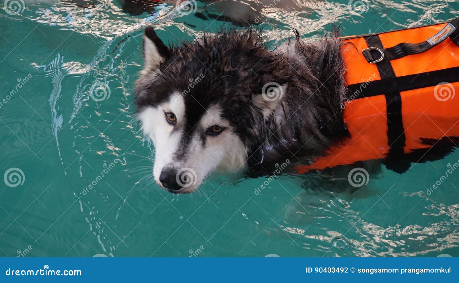 Siberian husky stock photo. Image of animal, swimming - 90403492