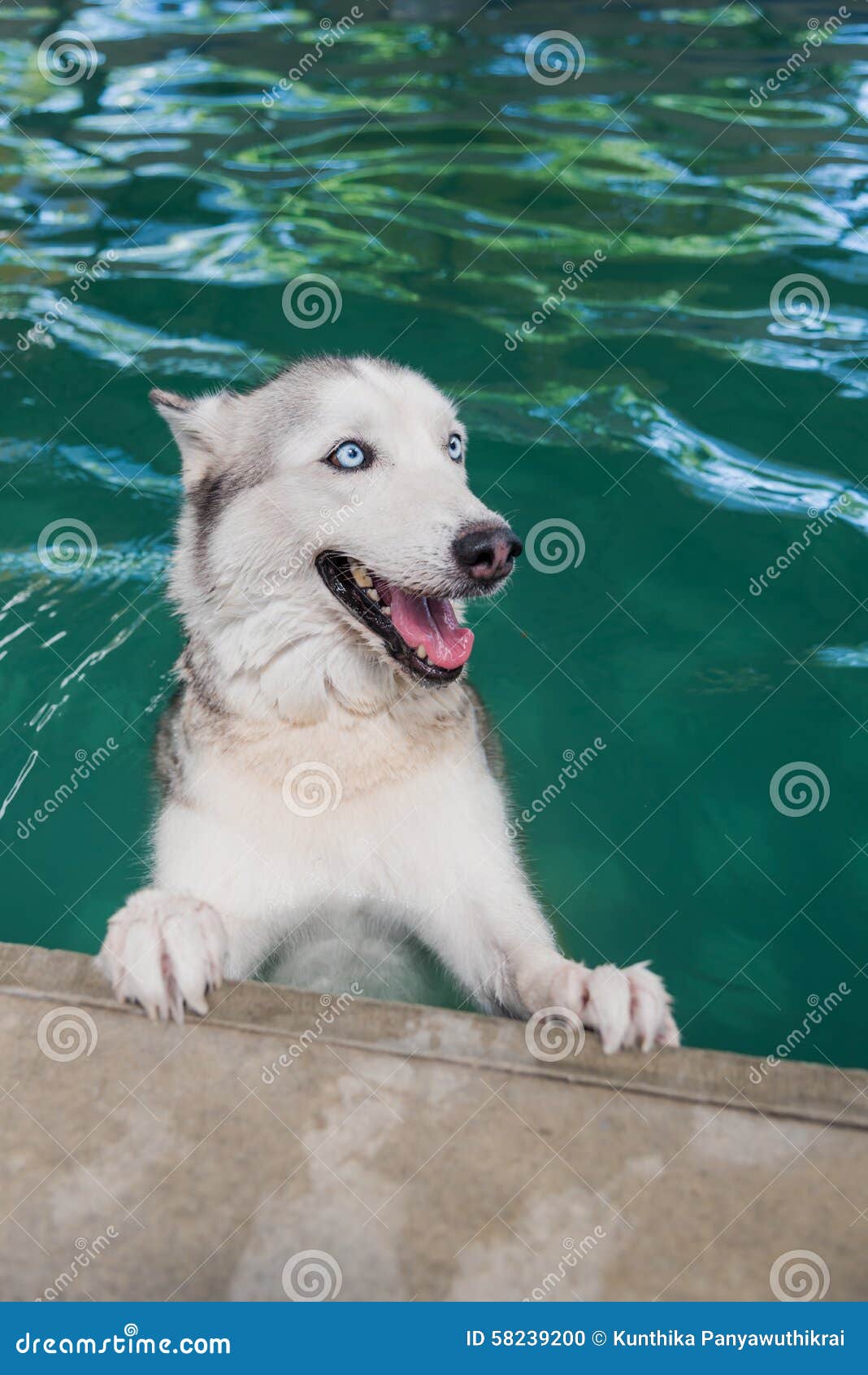 Can Huskies Swim In The Ocean