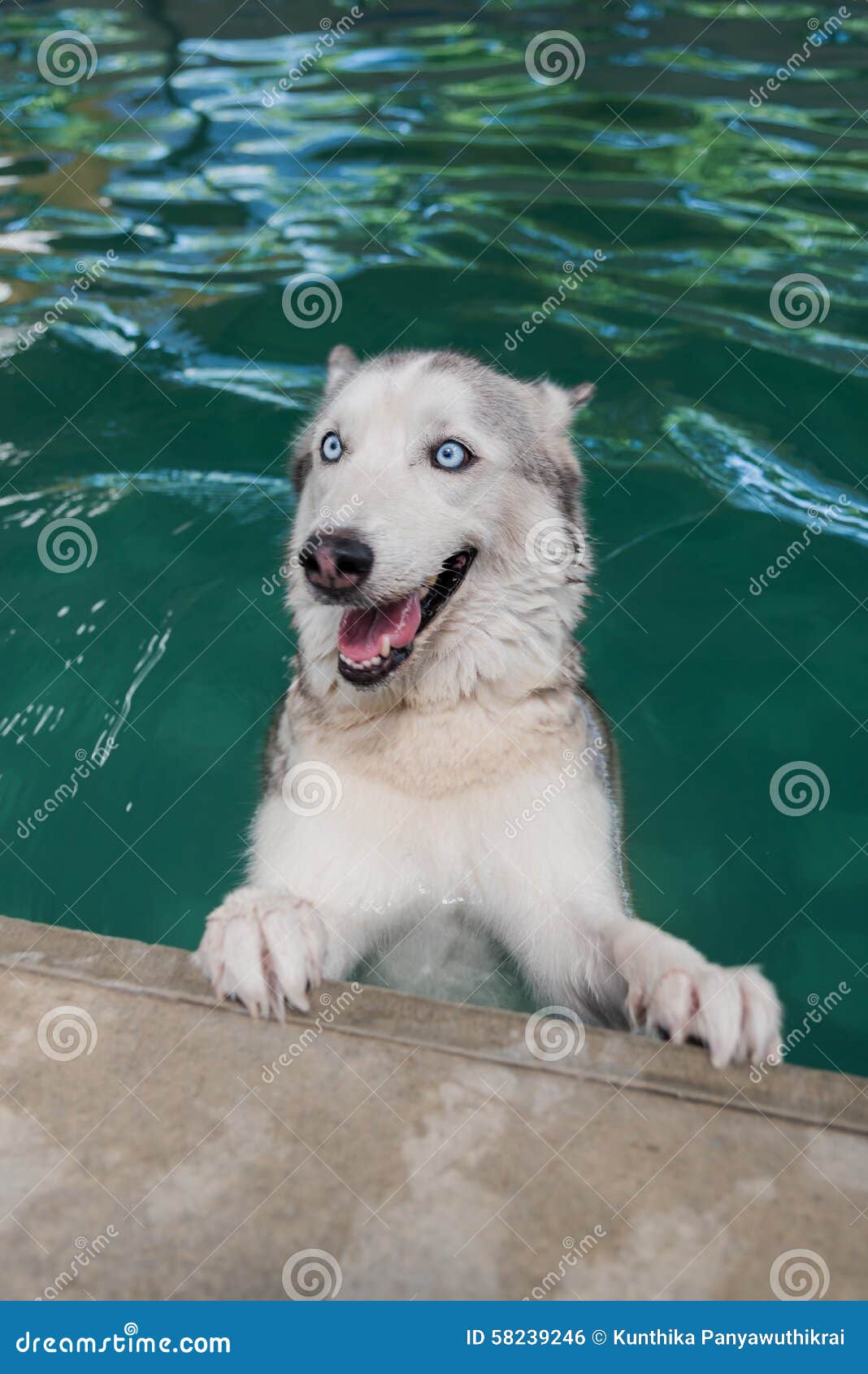Can Huskies Swim In The Ocean