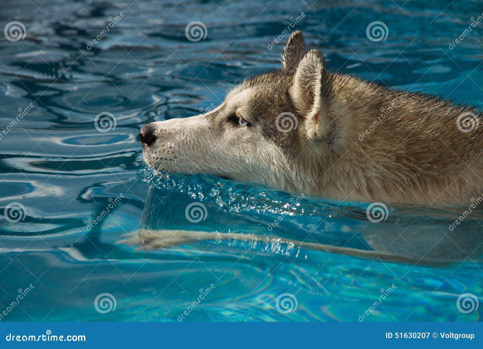 Siberian Husky stock image. Image of water, puppy, emotion - 51630207