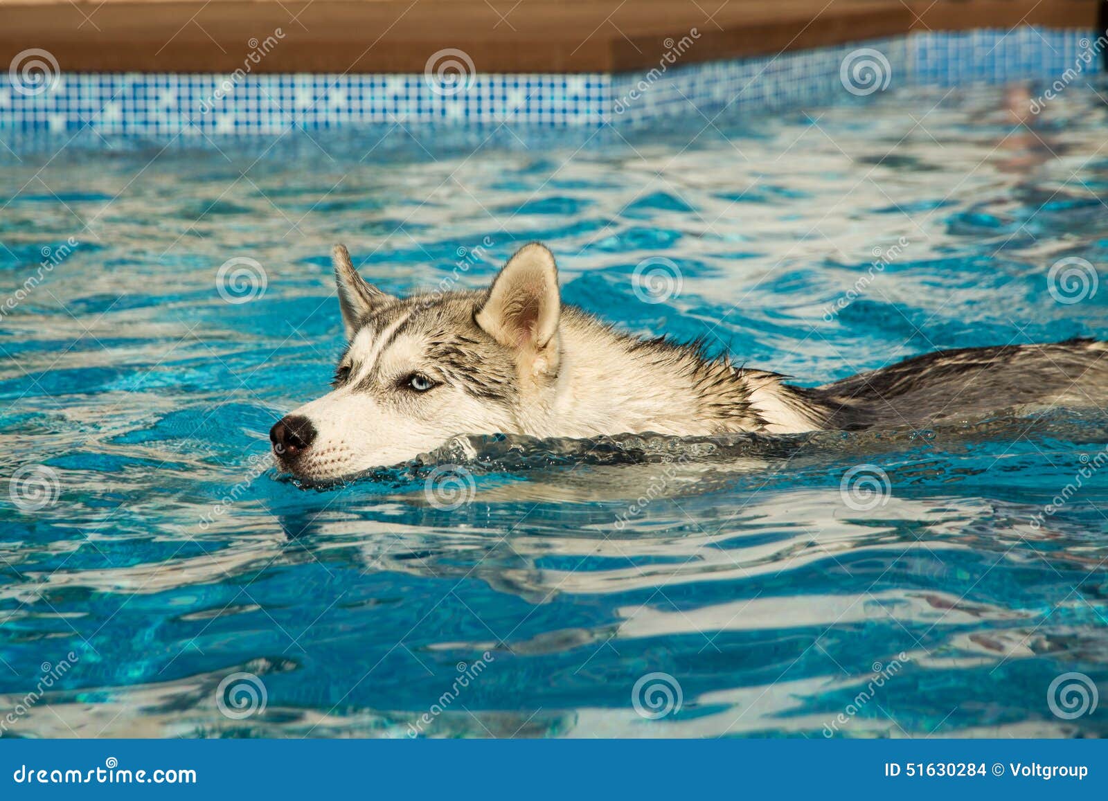 Siberian Husky stock photo. Image of huskies, swim, expression - 51630284