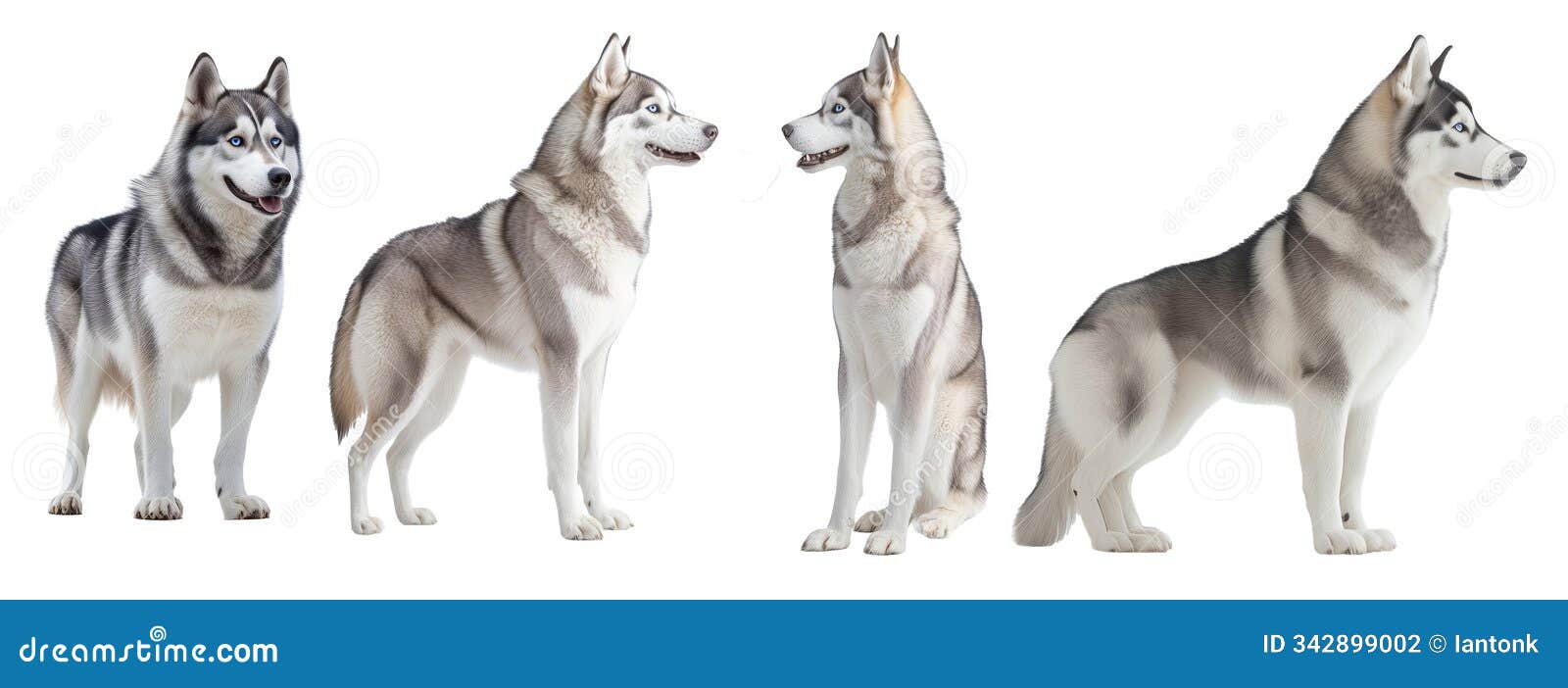 Siberian Husky Dog Viewed from Various Angles on a White Background ...