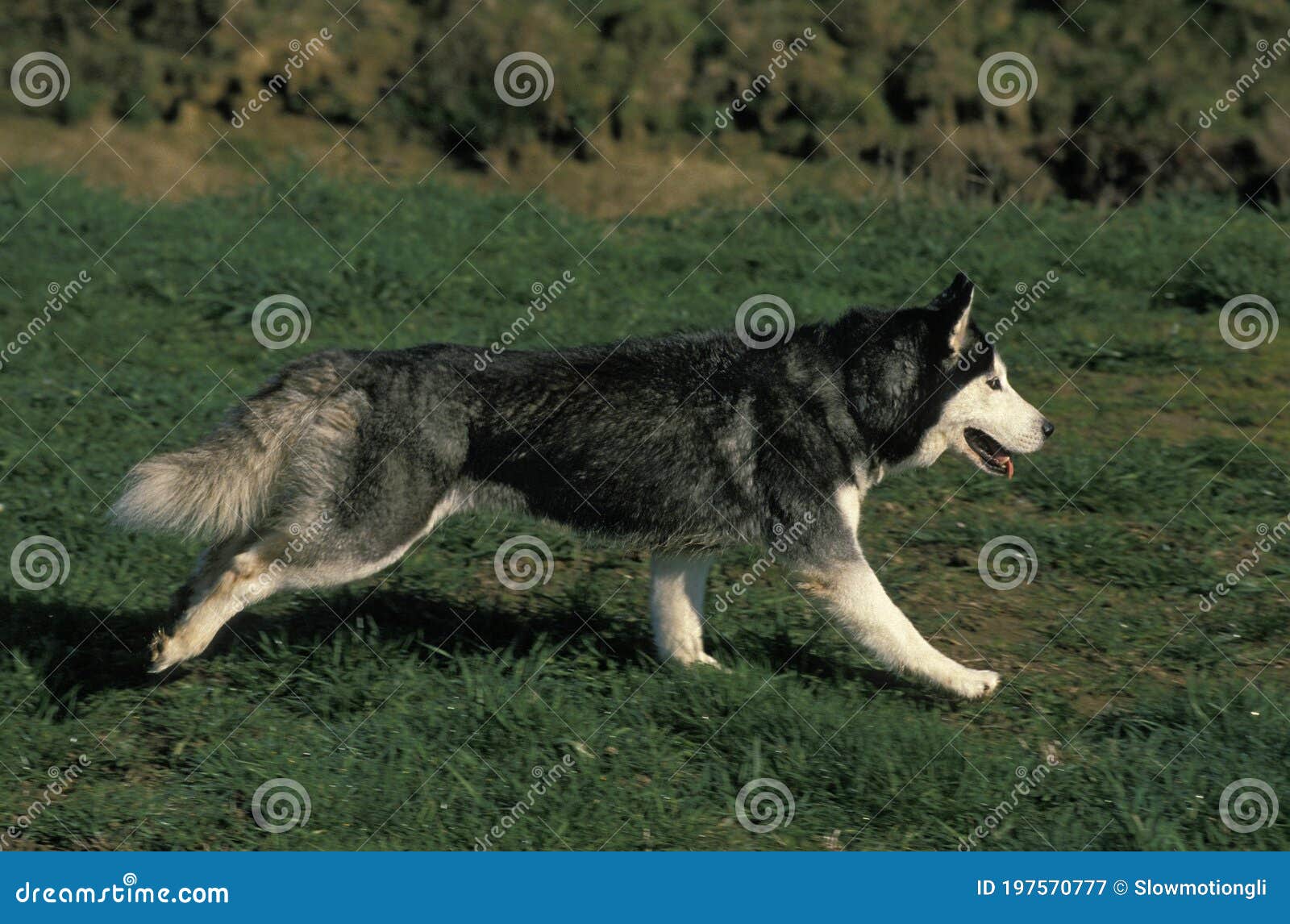 Siberian Husky Dog Walking on Grass Stock Image - Image of adult ...