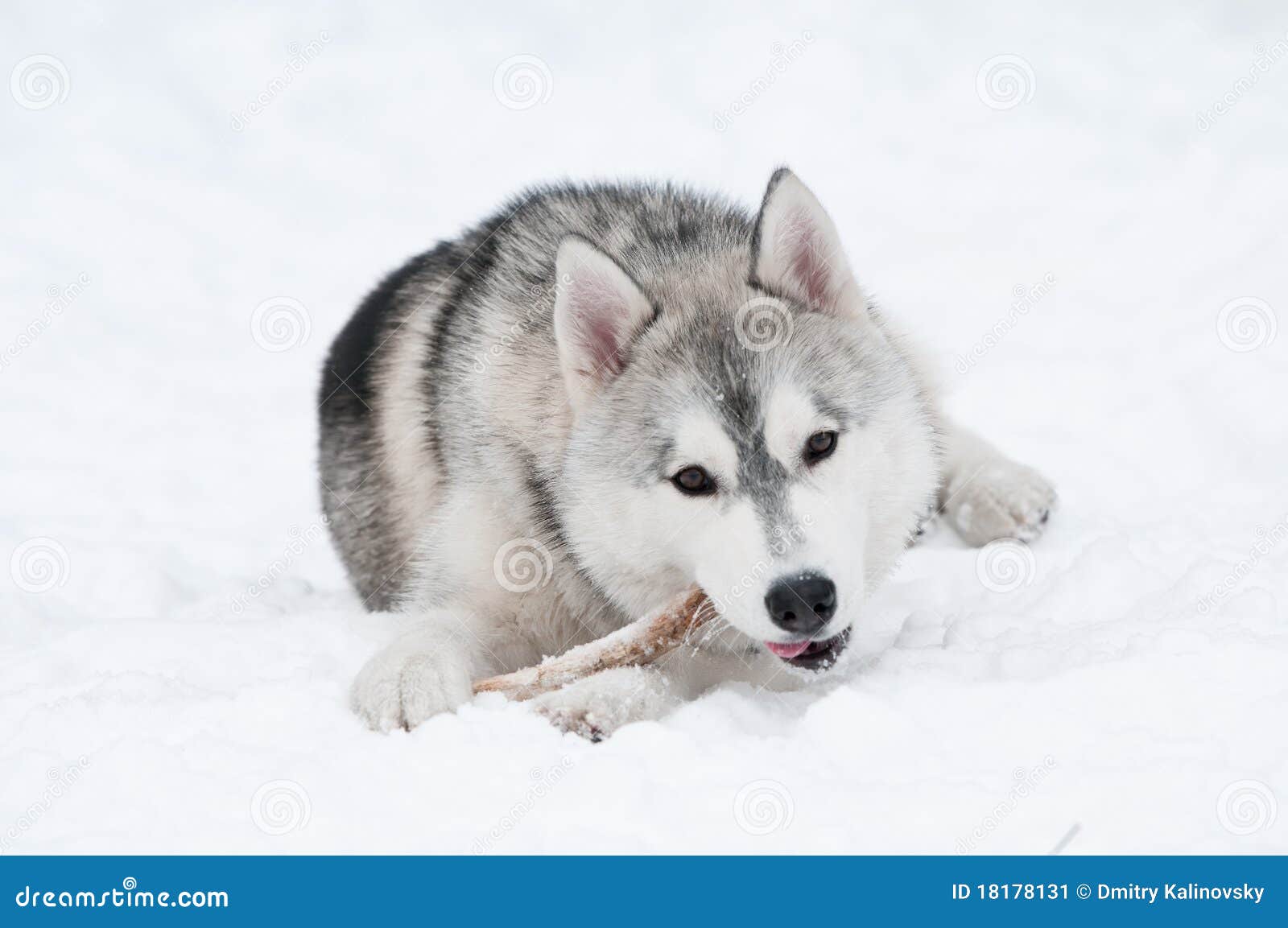 Siberian Husky Dog at Winter Stock Image - Image of puppy, muzzle: 18178131