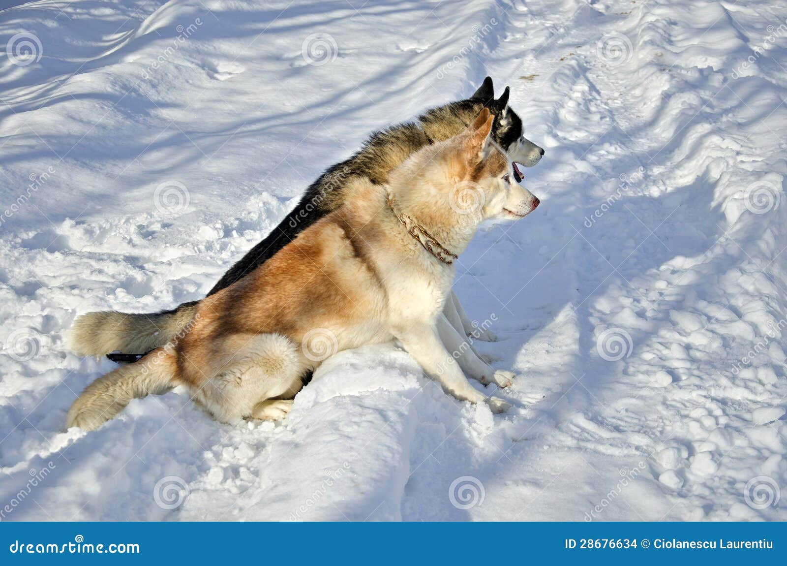 Siberian Husky Dogs Sitting Stock Photo - Image of pedigree, wolf: 28676634