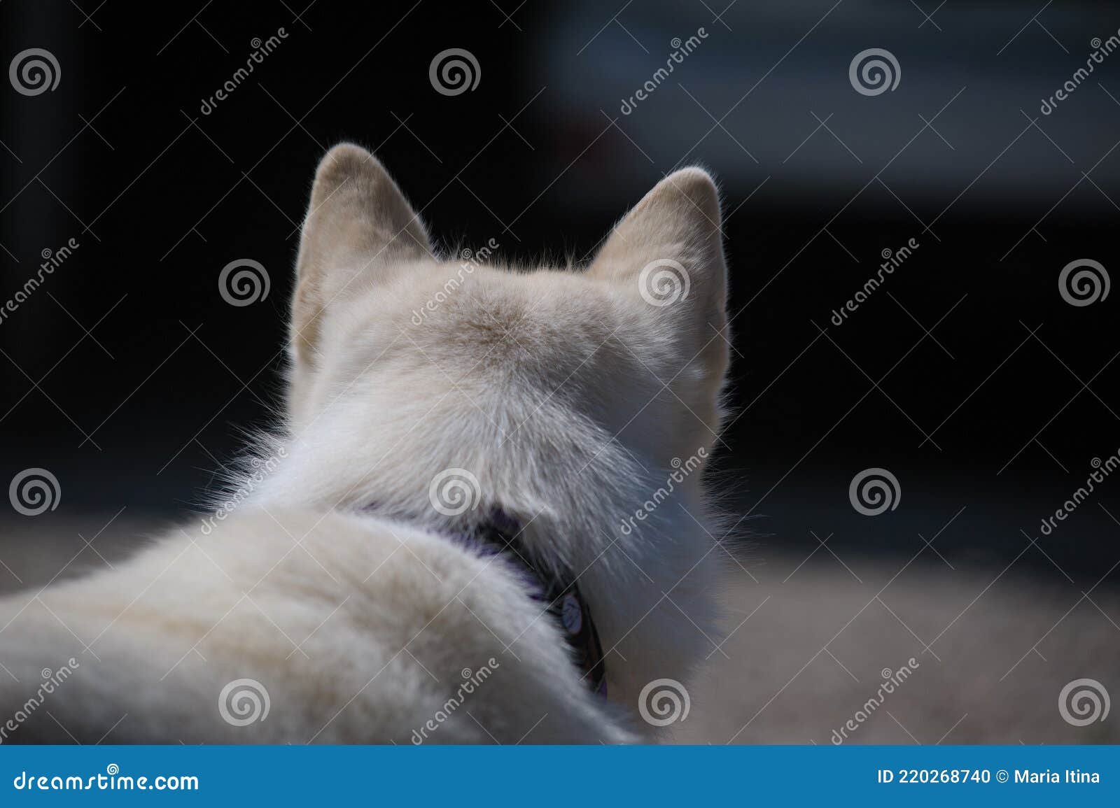 Siberian husky ears stock photo. Image of animal, muzzle - 220268740