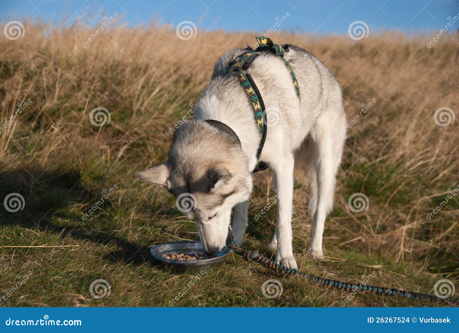 Siberian Husky Eating from a Bowl Stock Photo - Image of face, beauty ...
