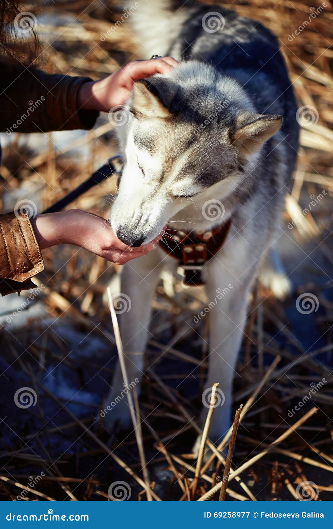 Siberian Husky Eating from Hand Stock Image - Image of green, mammal ...