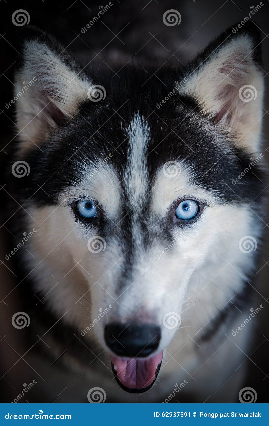 Siberian husky stock image. Image of doggy, pedigreed - 62937591