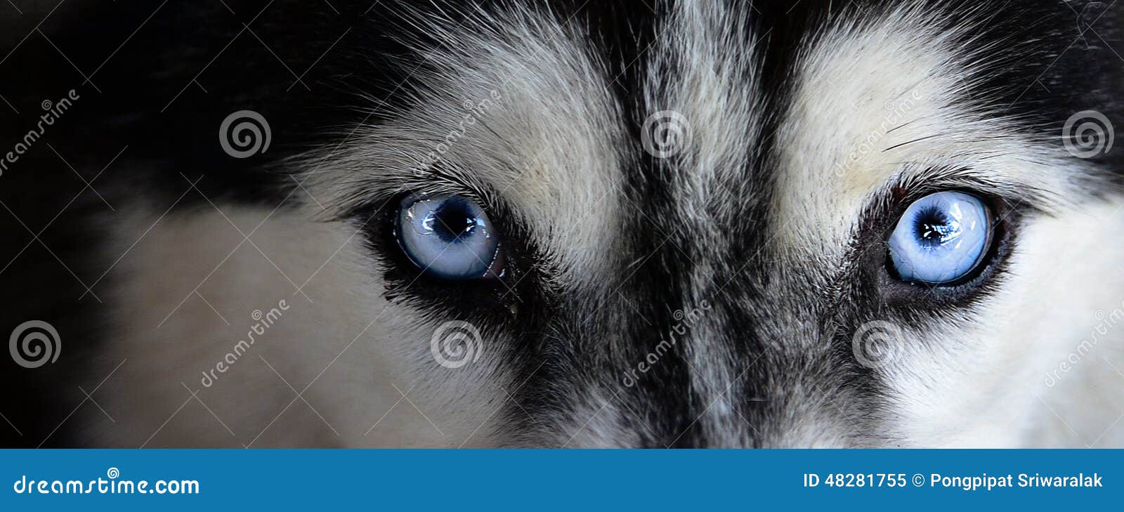 Siberian husky stock image. Image of pedigree, mammal - 48281755