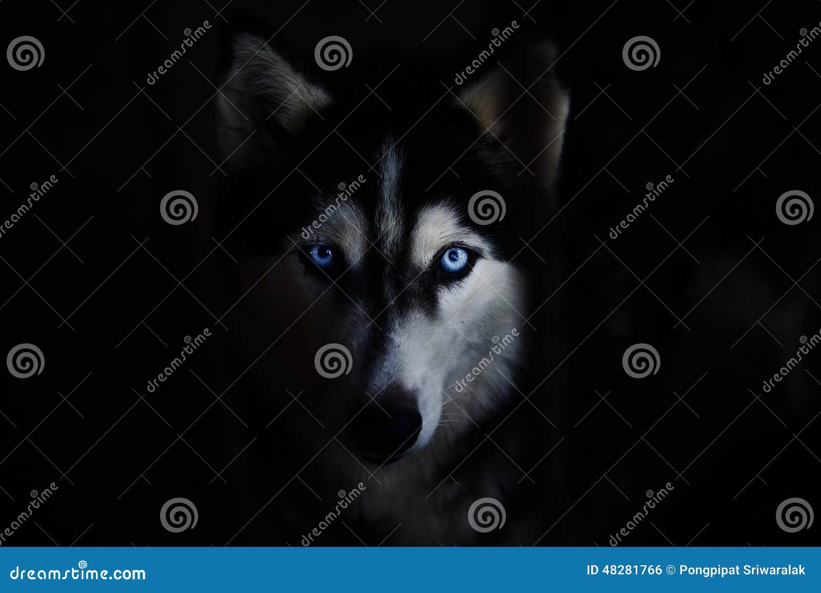 Siberian husky stock photo. Image of steppe, cute, pretty - 48281766