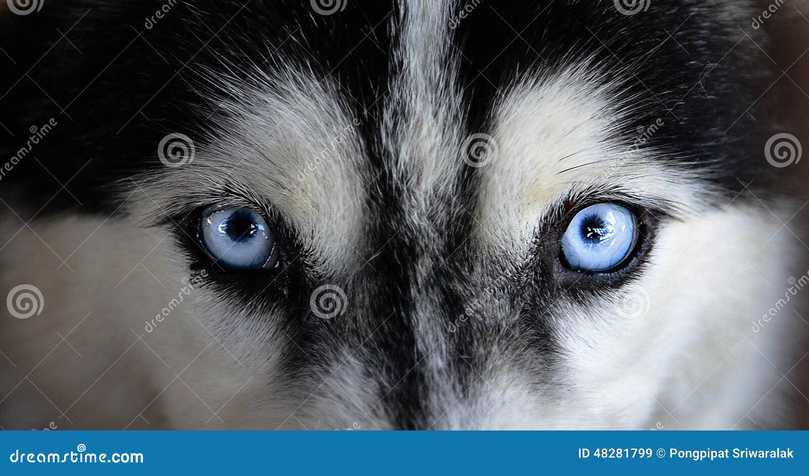 Siberian husky stock image. Image of animal, alone, doggy - 48281799