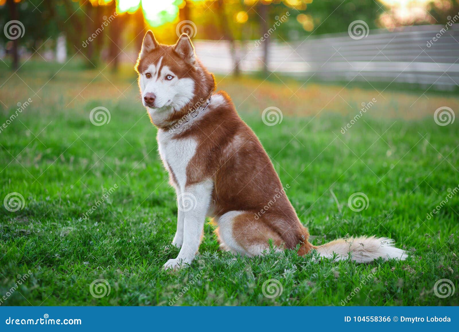 Siberian Husky Face in the Park Stock Photo - Image of park, beautiful ...